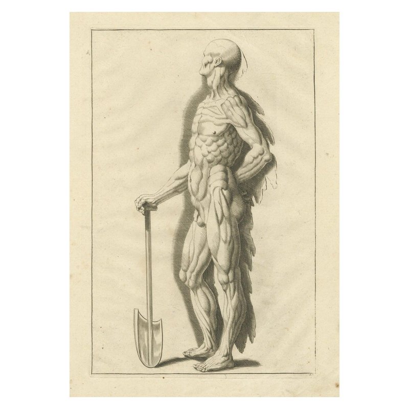 Anatomical Muscle Figure with Shovel, 1745, Paper for sale at Pamono