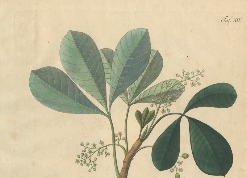 Siphonia Elastica, 1800s, Paper for sale at Pamono