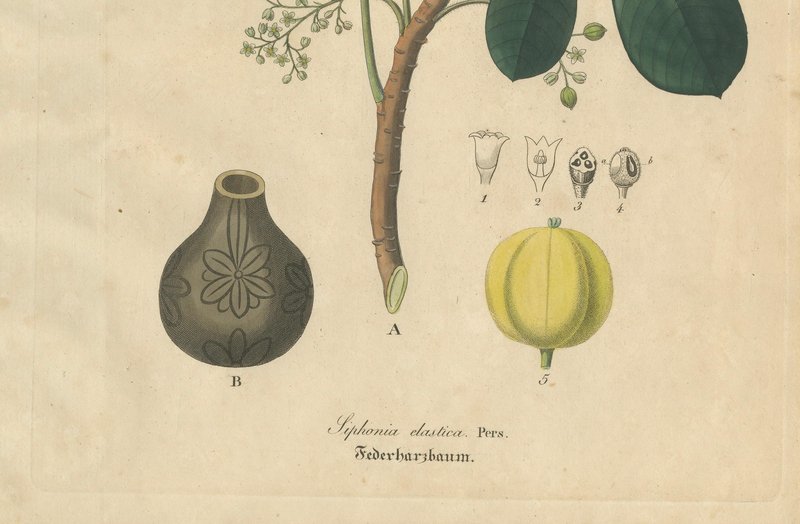 Siphonia Elastica, 1800s, Paper for sale at Pamono