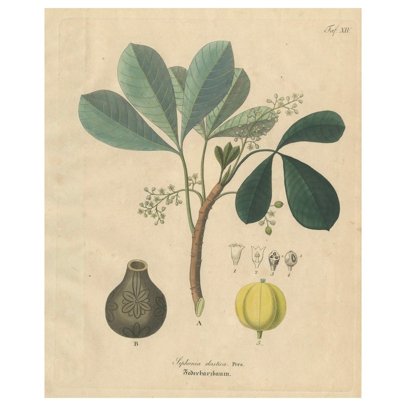 Siphonia Elastica, 1800s, Paper for sale at Pamono
