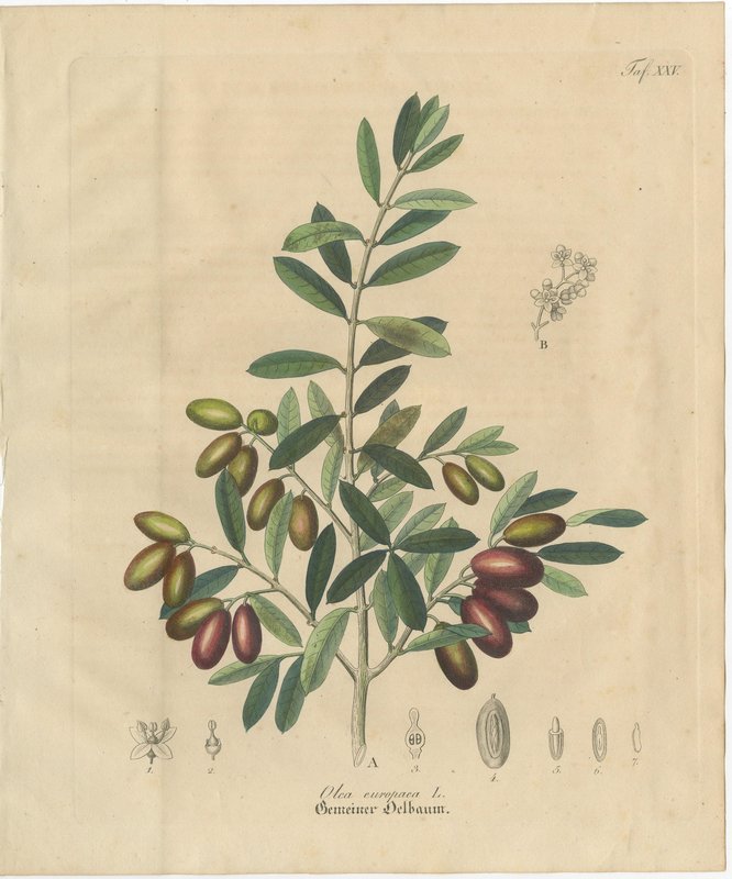 Olive Botanical Print, 1800s, Paper for sale at Pamono