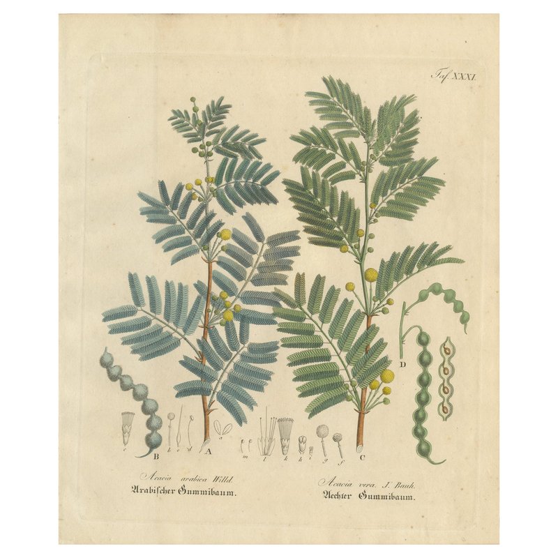 Acacia Arabica and Acacia Vera, 1800s, Paper for sale at Pamono