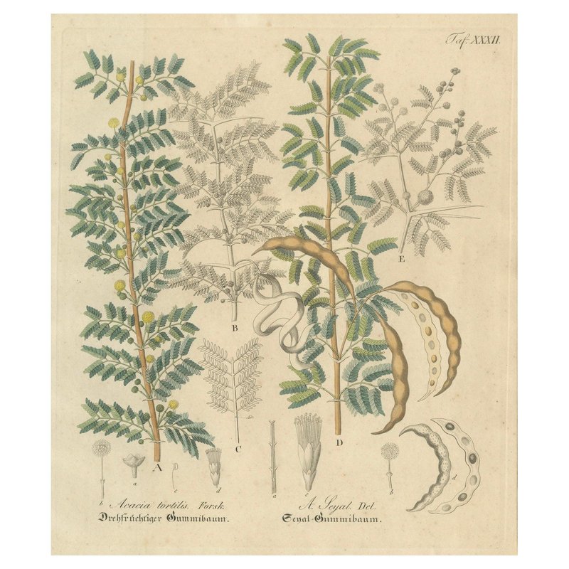 Acacia Tortilis & Acacia Seyal, 1800s, Paper for sale at Pamono