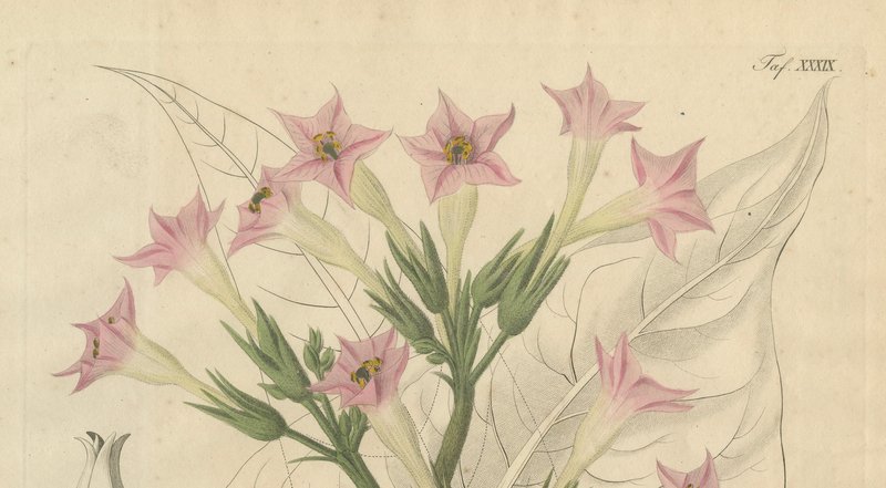 Tirage Botanique Tabac Nicotiana Tabacum Antique, 1831 en vente sur Pamono