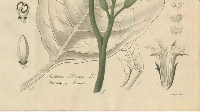 Tirage Botanique Tabac Nicotiana Tabacum Antique, 1831 en vente sur Pamono