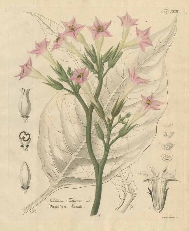 Tirage Botanique Tabac Nicotiana Tabacum Antique, 1831 en vente sur Pamono
