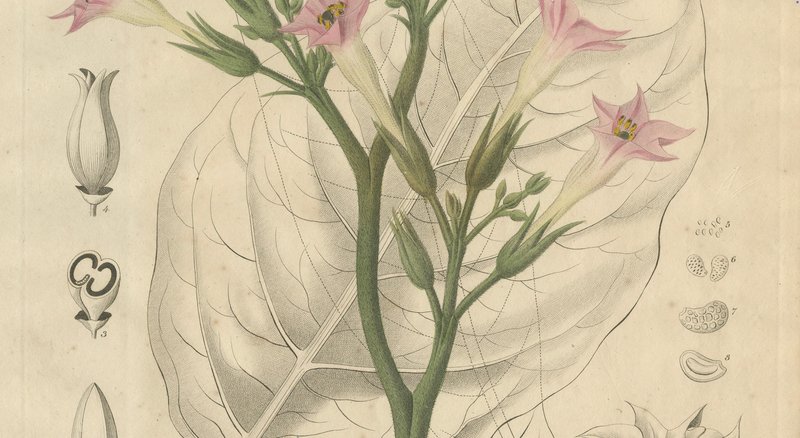 Tirage Botanique Tabac Nicotiana Tabacum Antique, 1831 en vente sur Pamono