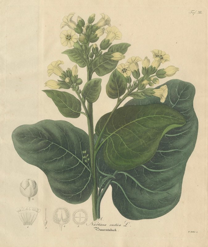 Nicotiana Rustica, 1800s, Paper for sale at Pamono