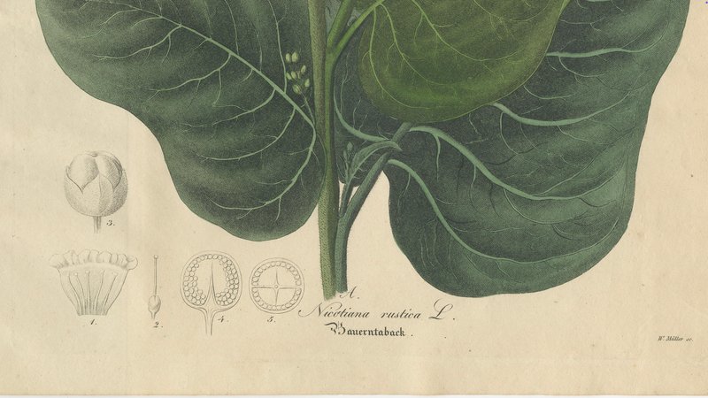 Nicotiana Rustica, 1800s, Paper for sale at Pamono