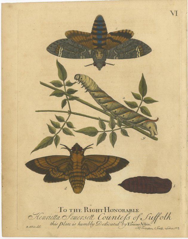 Albin, Moths: Deaths-Head Hawk, Elephant Hawk, 1720, Prints, Set of 4 ...