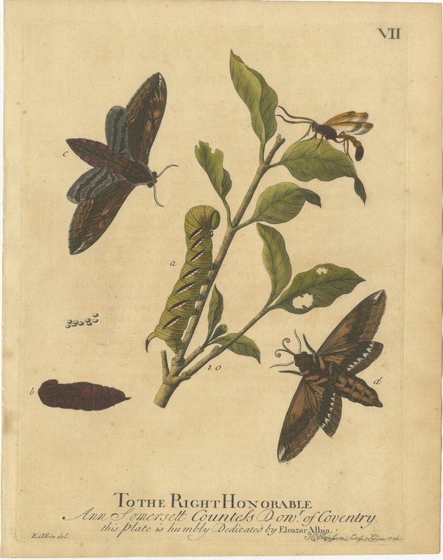 Albin, Moths: Deaths-Head Hawk, Elephant Hawk, 1720, Prints, Set of 4 ...