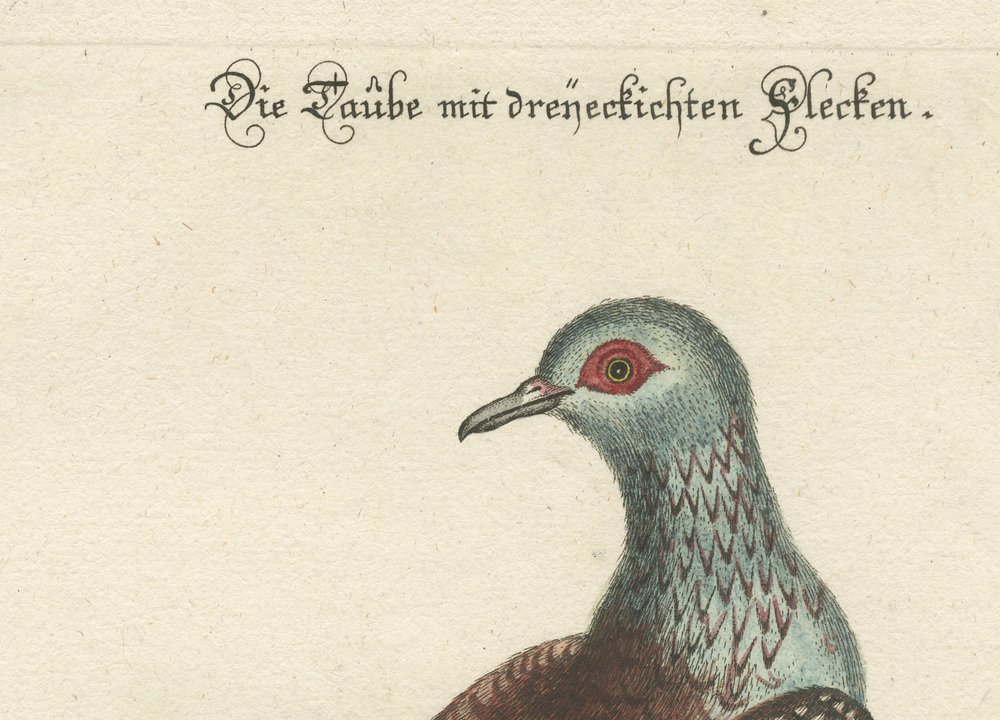 Dopo George Edwards, Pigeon, incisione su rame, 1770 in vendita su Pamono