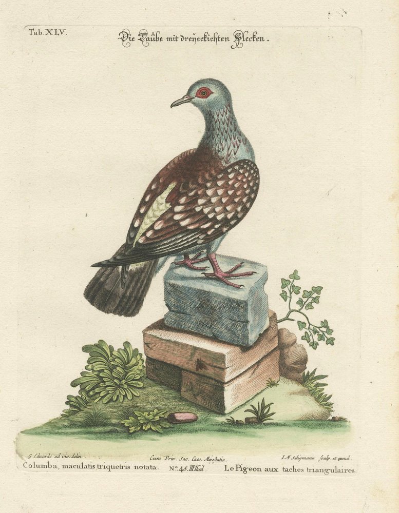 Dopo George Edwards, Pigeon, incisione su rame, 1770 in vendita su Pamono