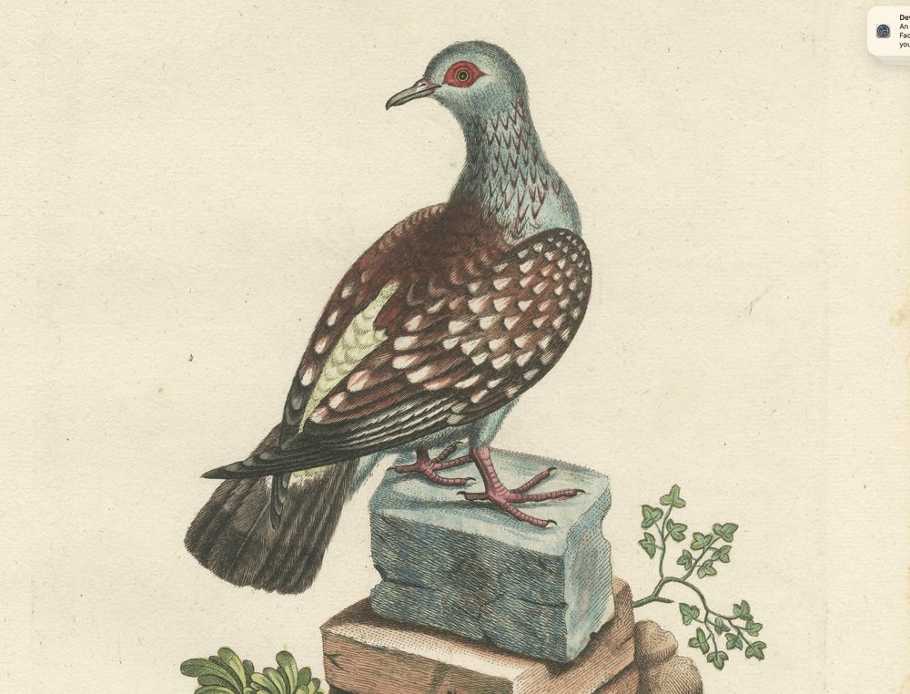 Dopo George Edwards, Pigeon, incisione su rame, 1770 in vendita su Pamono