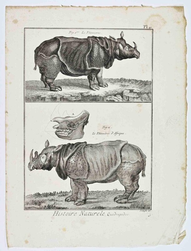 Jacques de Sève, Le Rhinocéros Le Rhinocéros Africain, 1700s, Eau-forte ...