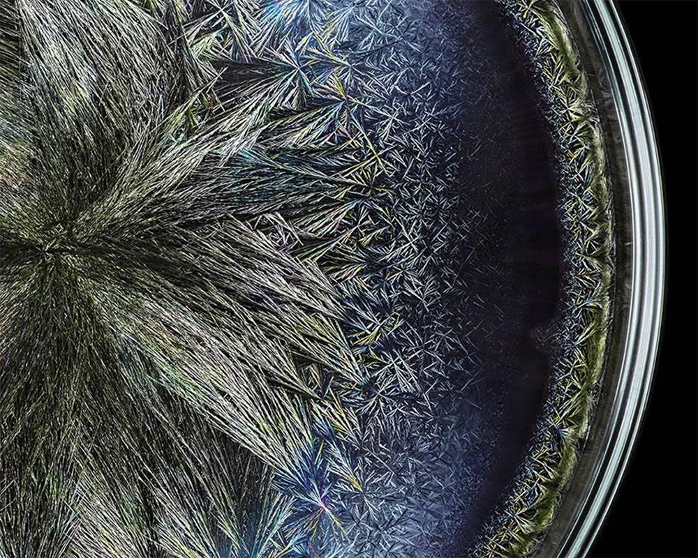 Seb Janiak, Morphogenetic Field, Beluga Caviar, Fotodruck, 2016 bei ...