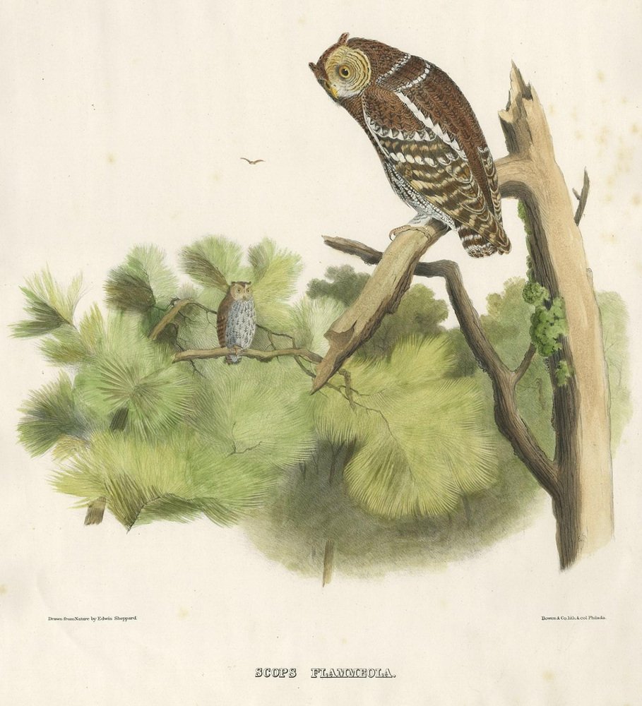 Après Elliot & Wolf, Petit-duc nain (Psiloscops Flammeolus), 1869 ...