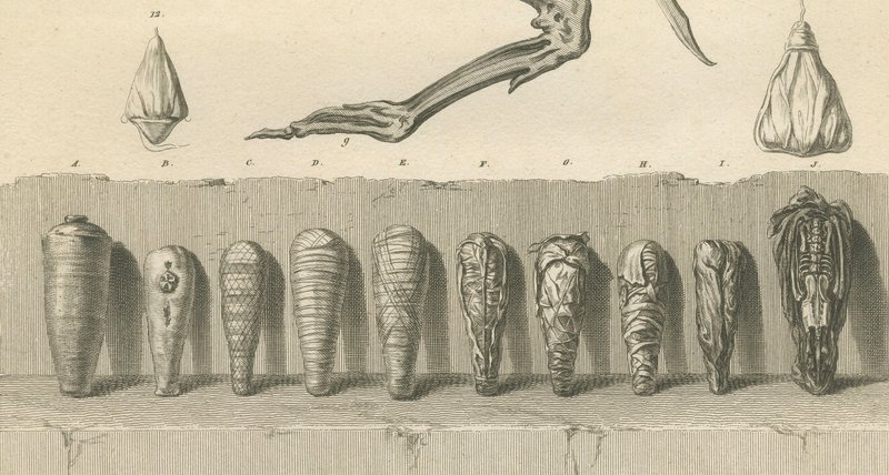 After Dominique Vivant Denon, Mummies of Ibis and Skeletal Remains ...