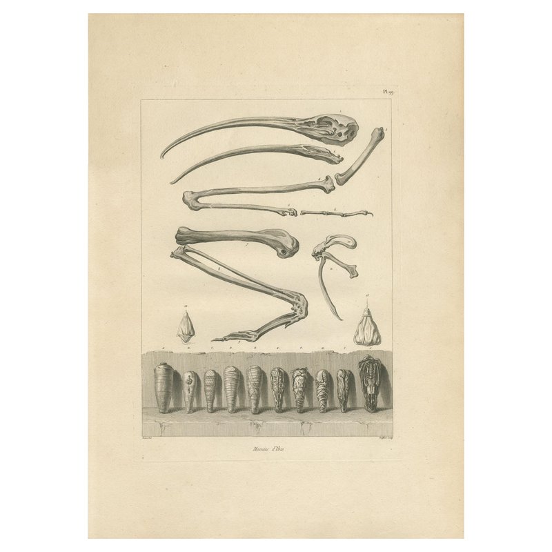 After Dominique Vivant Denon, Mummies of Ibis and Skeletal Remains ...