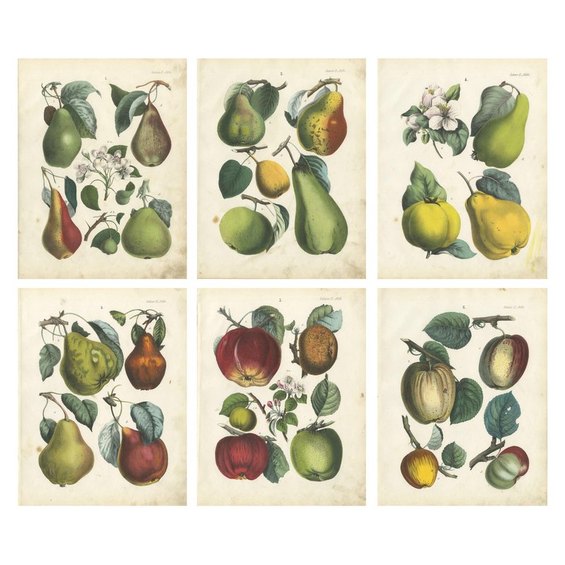 Dr. Calwer, Pears and Apples, 1854, Chromolithographs on Paper, Set of ...