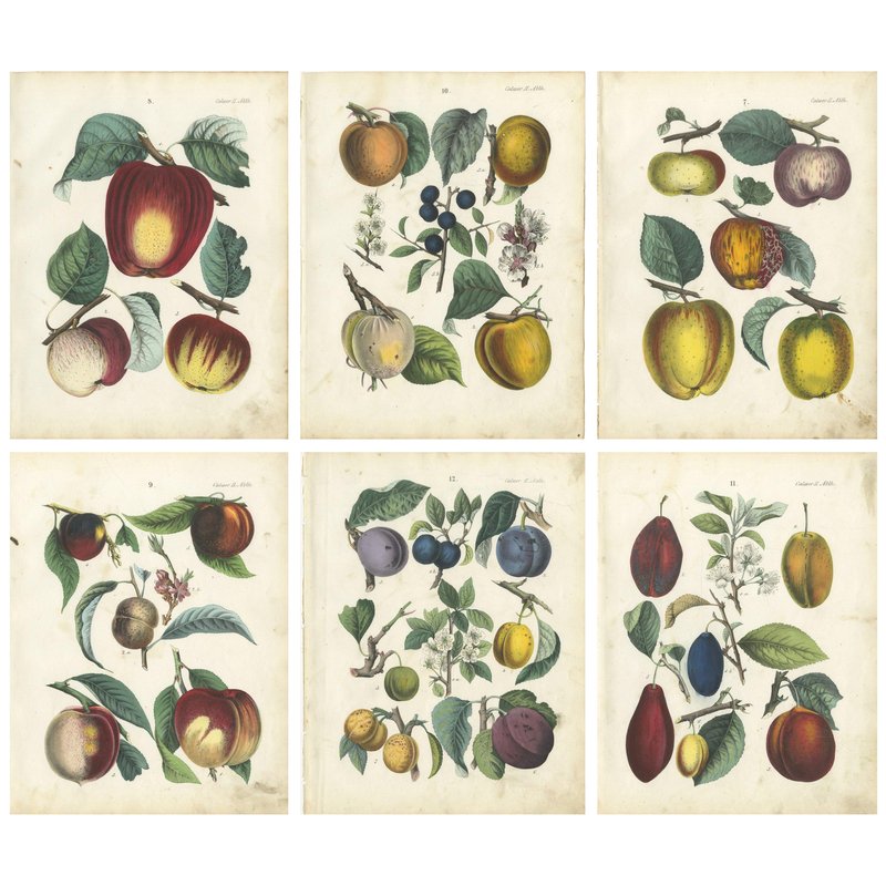Dr. Calwer, Mele e prugne, 1854, Cromolitografia su carta, set di 6 in ...