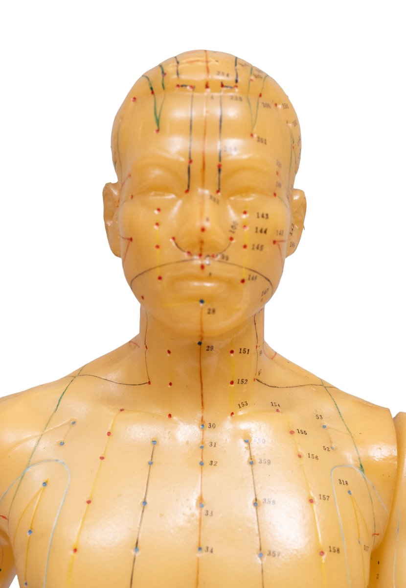 Corps Humain en Caoutchouc pour Acupuncture, Chine, 1950s en vente sur ...