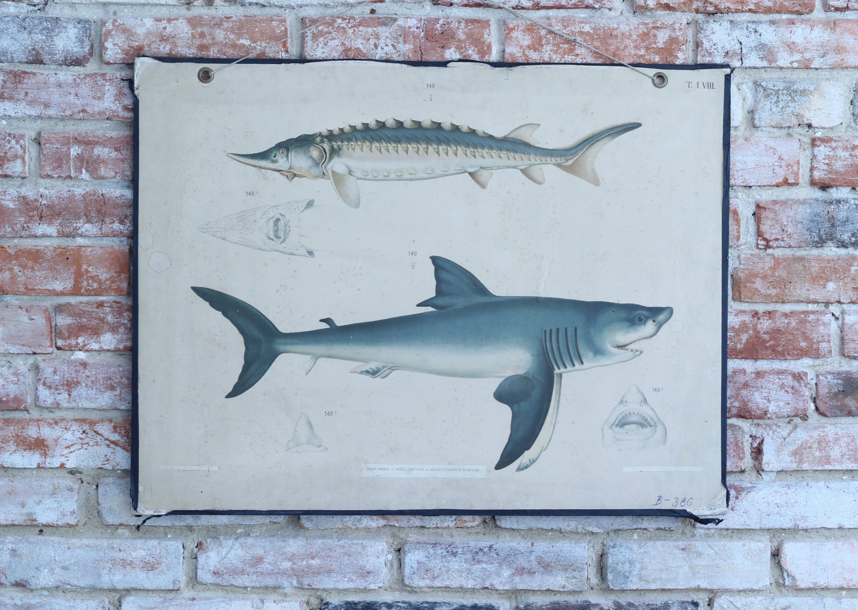 Vintage Fish Species School Charts, Set of 3 for sale at Pamono