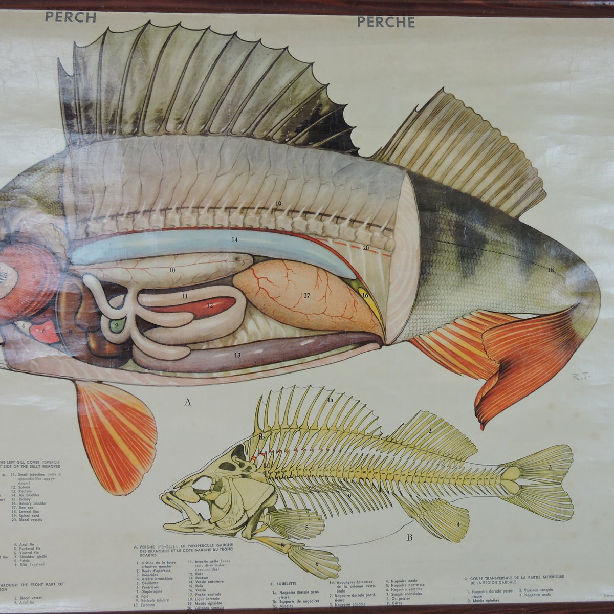 Vintage Perch Anatomy Wall Chart, 1970s for sale at Pamono