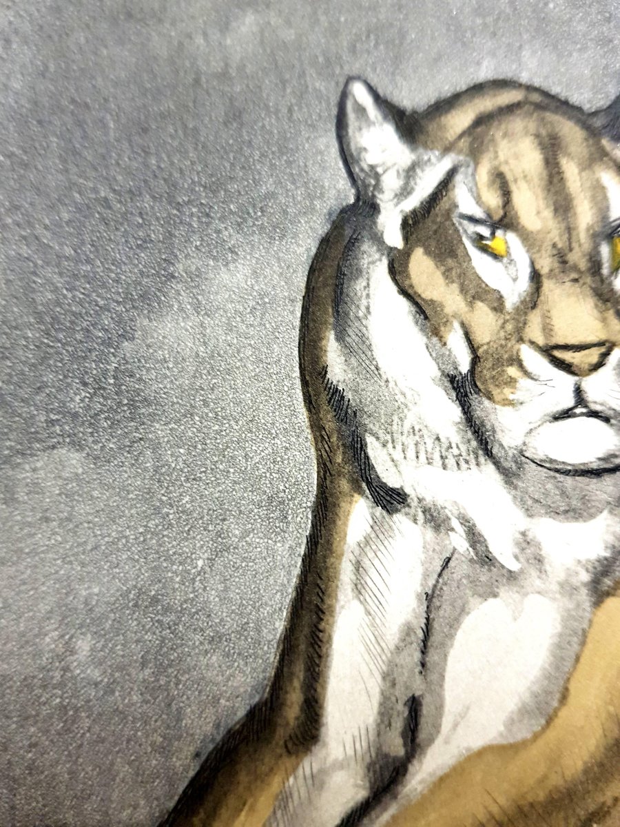 Paul Jouve - Tiger - Original Engraving 1950 for sale at Pamono