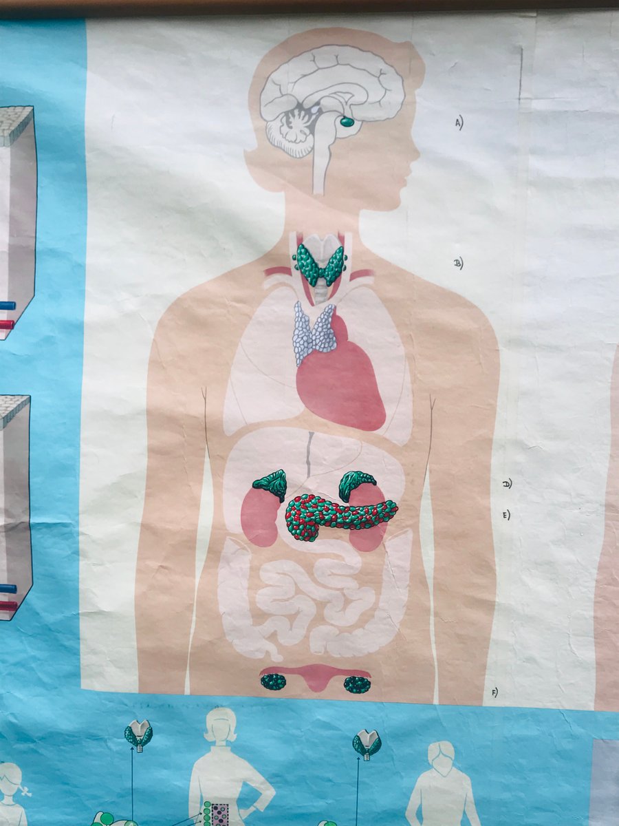 Vintage German Anatomical School Chart from Hagemann, 1960s for sale at ...