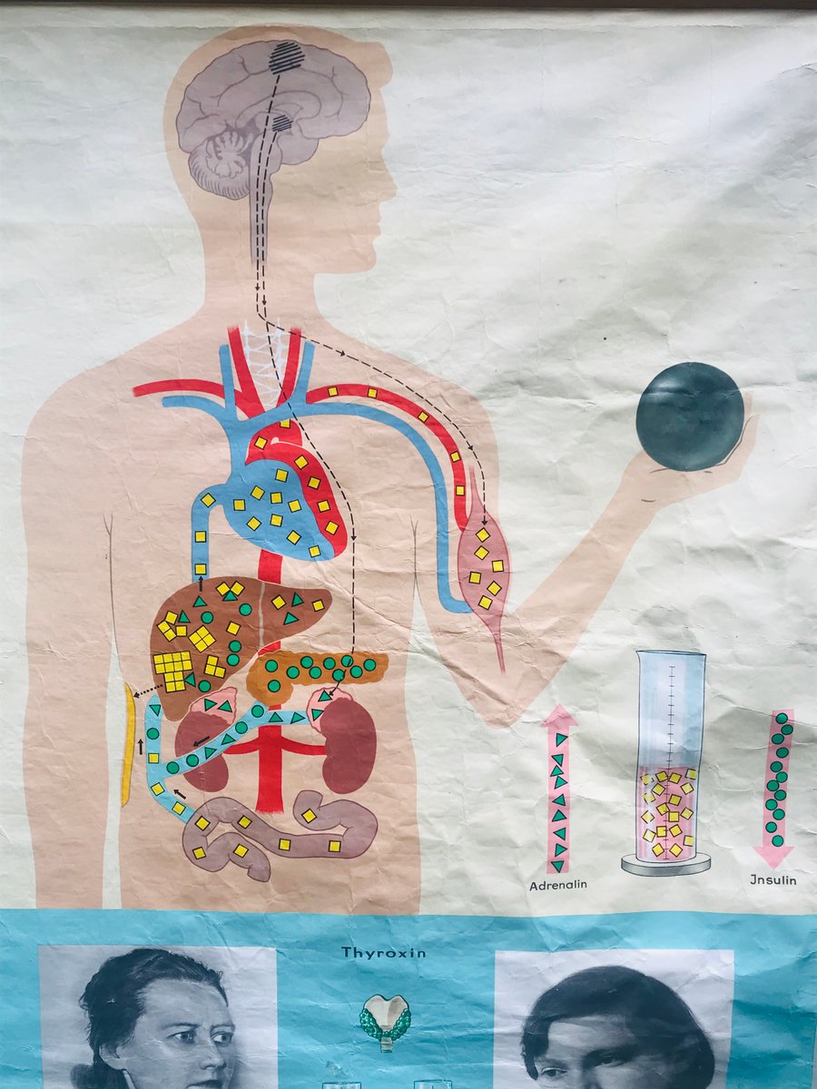 Vintage German Anatomical School Chart from Hagemann, 1960s for sale at ...