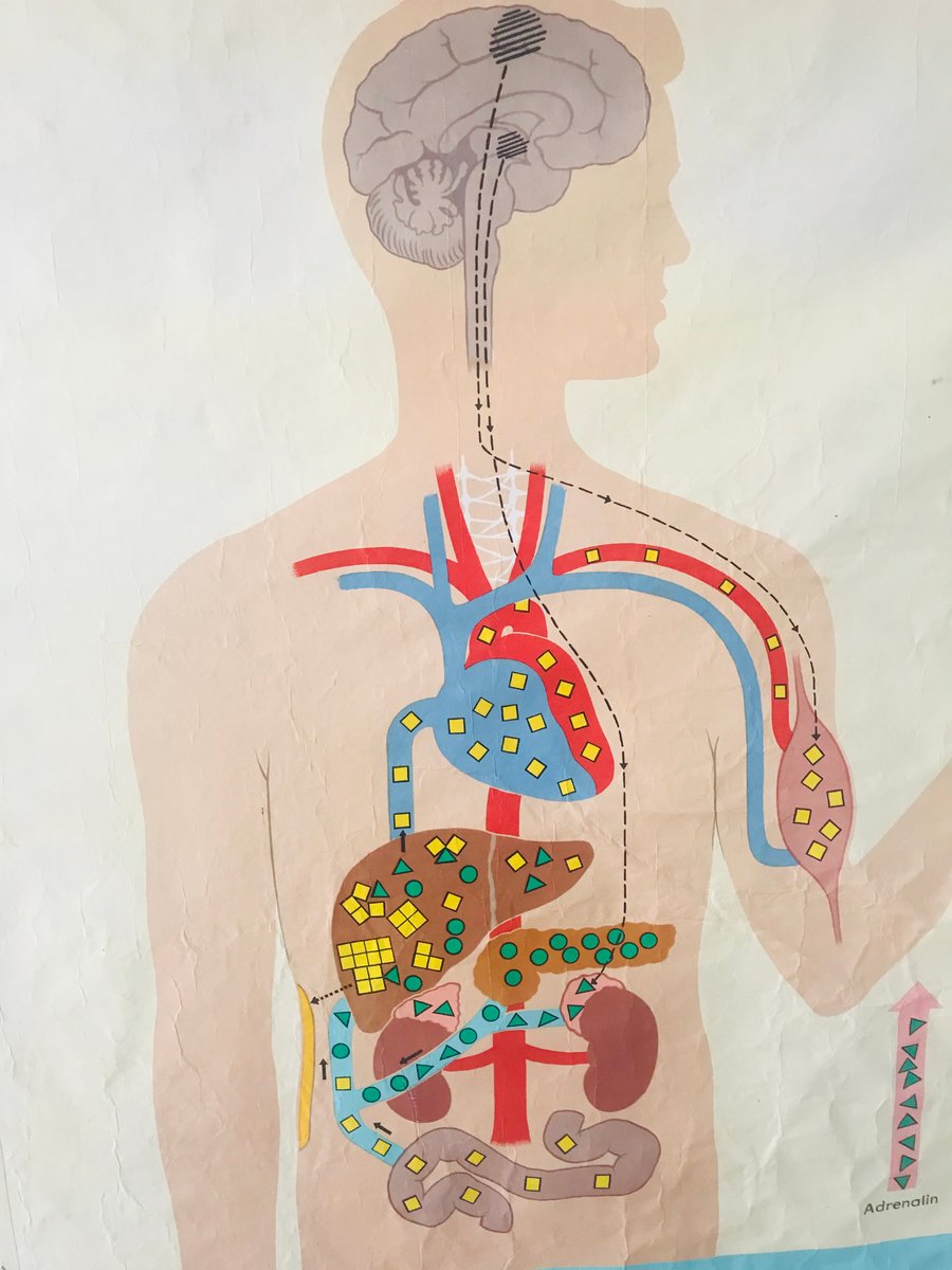 Vintage German Anatomical School Chart from Hagemann, 1960s for sale at ...