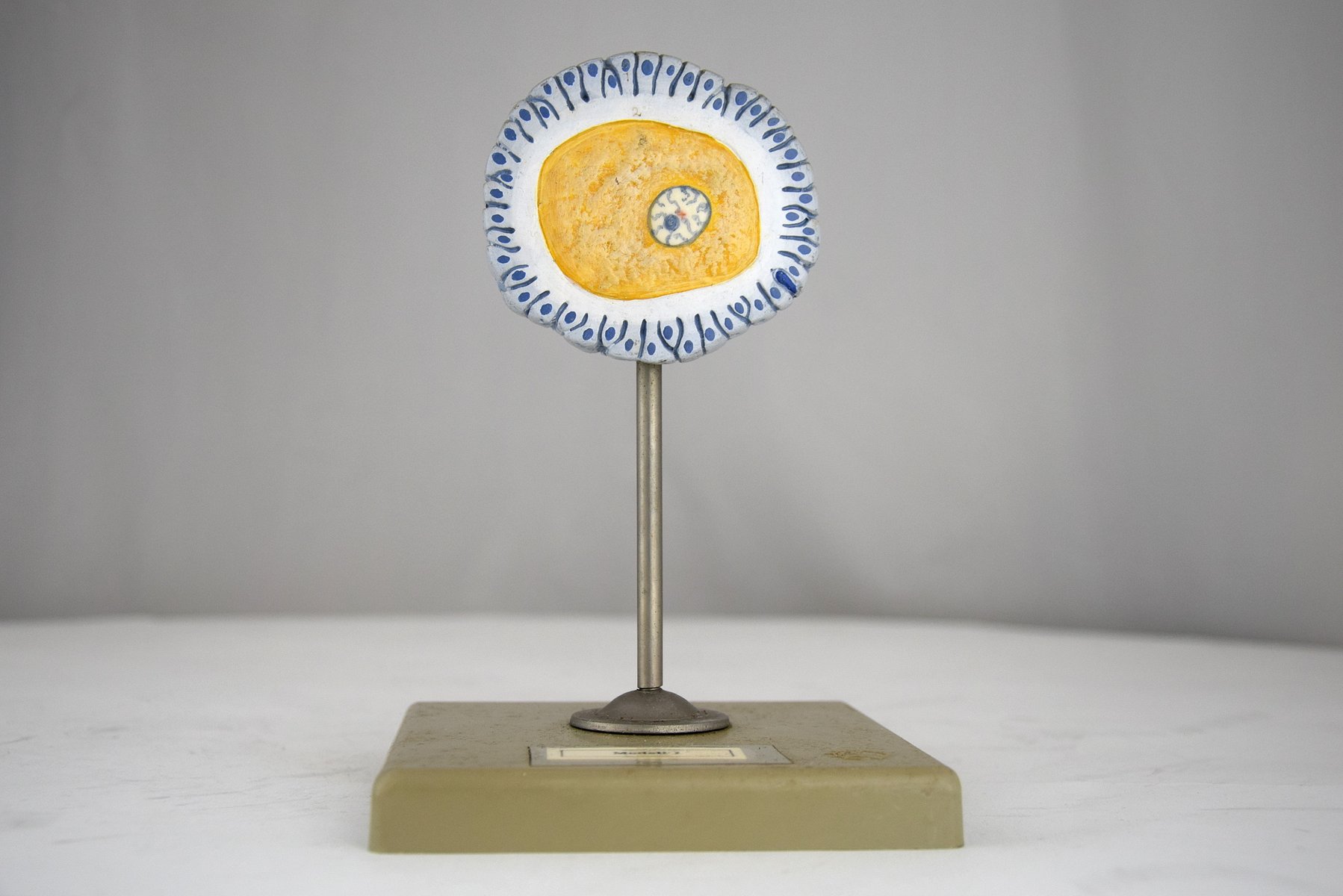 Mid-Century Anatomical Cell Division Models from Somso, Set of 12 for ...