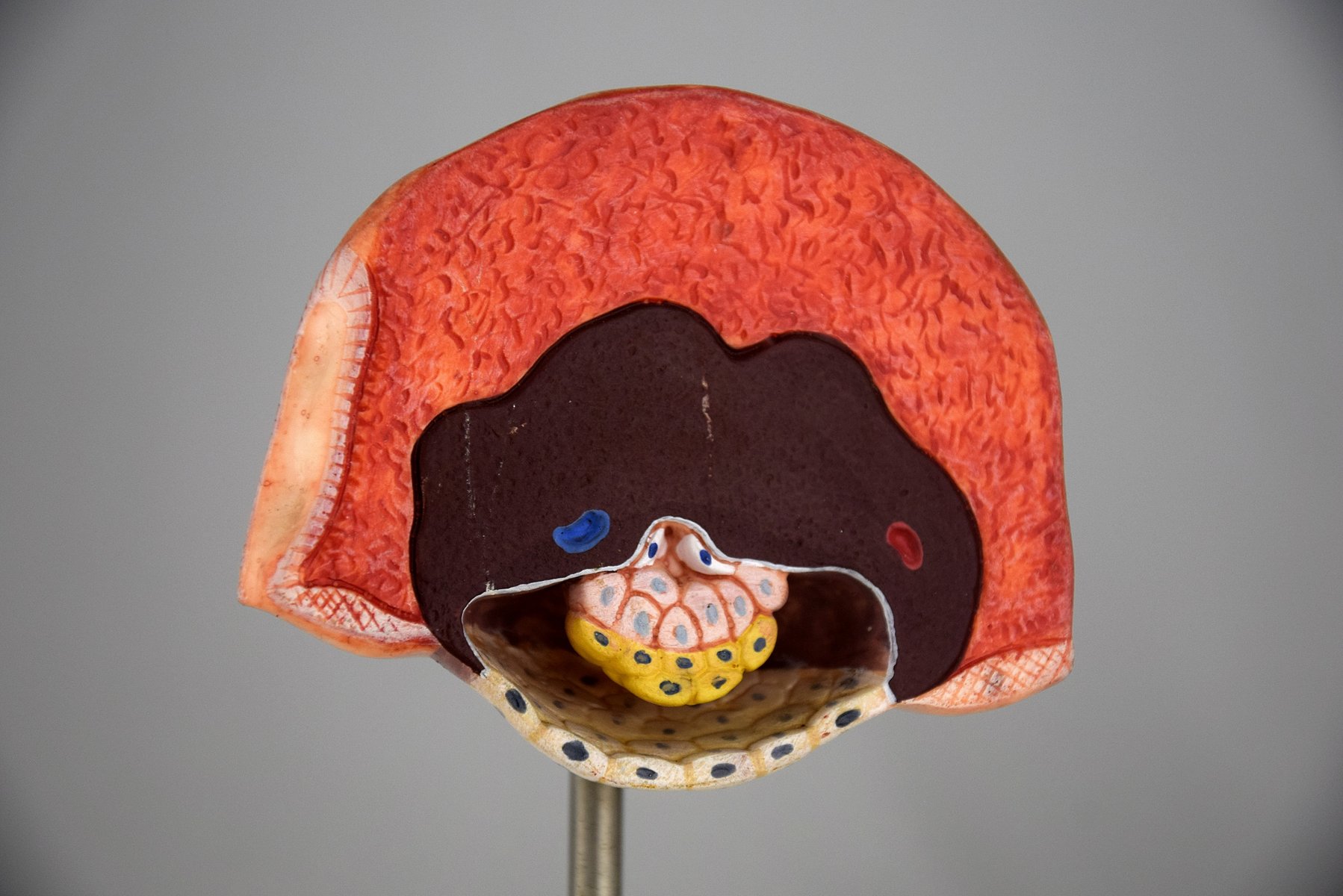 Mid-Century Anatomical Cell Division Models from Somso, Set of 12 for ...