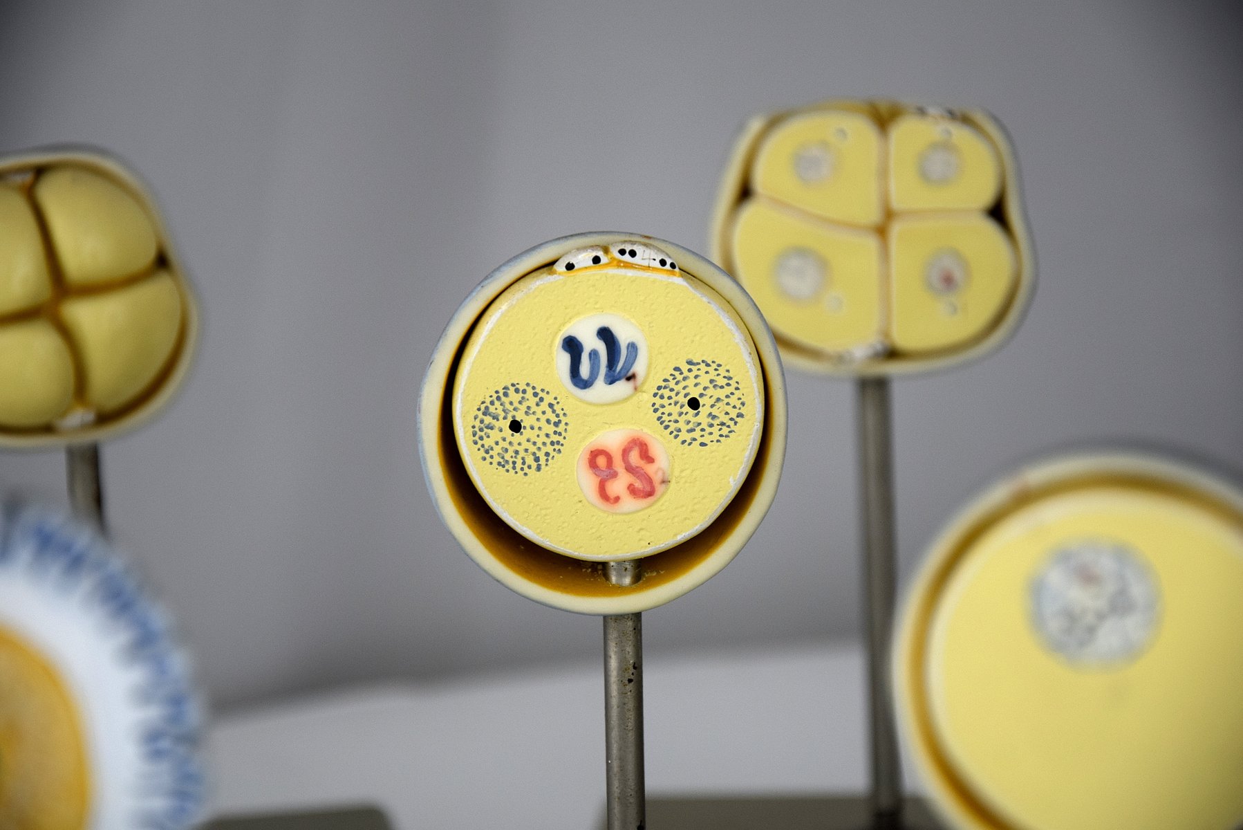 Mid-Century Anatomical Cell Division Models from Somso, Set of 12 for ...