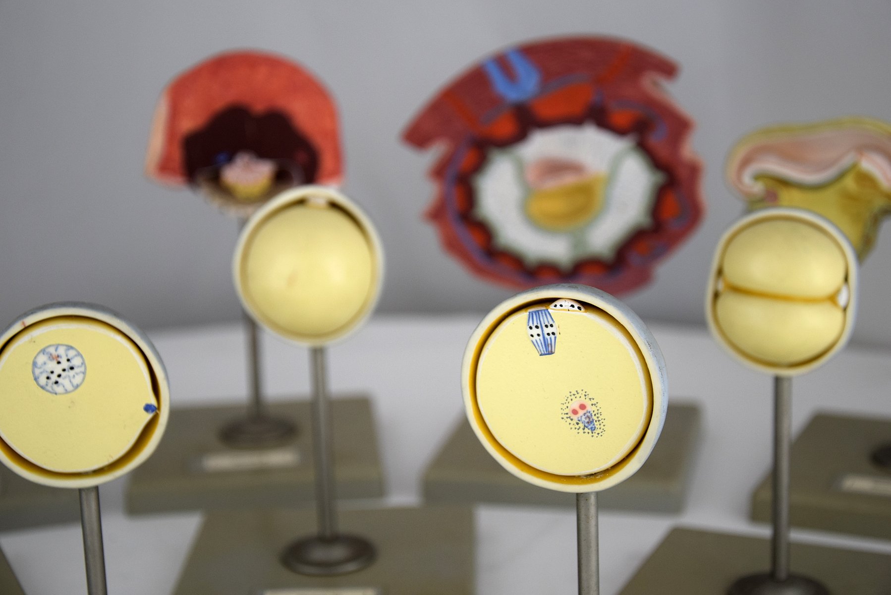 Mid-Century Anatomical Cell Division Models from Somso, Set of 12 for ...