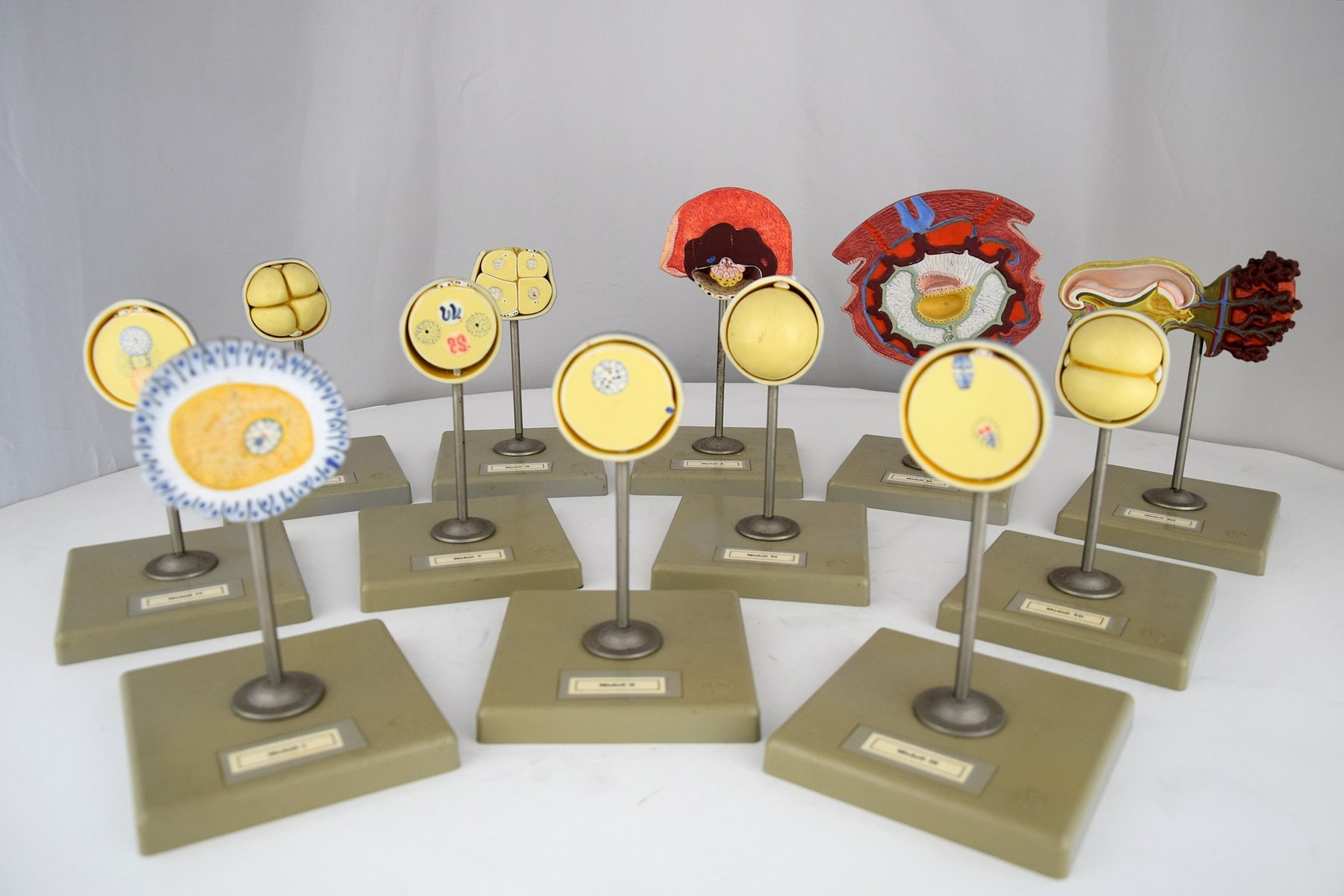Mid-Century Anatomical Cell Division Models from Somso, Set of 12 for ...
