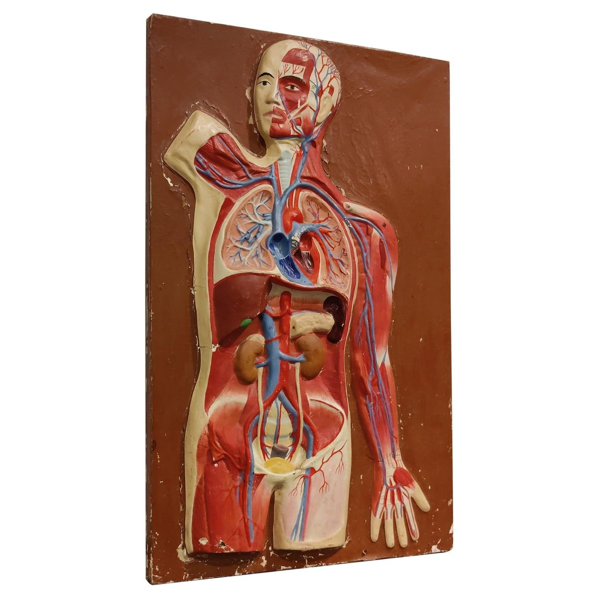 Vintage Anatomical Model, 1950s for sale at Pamono