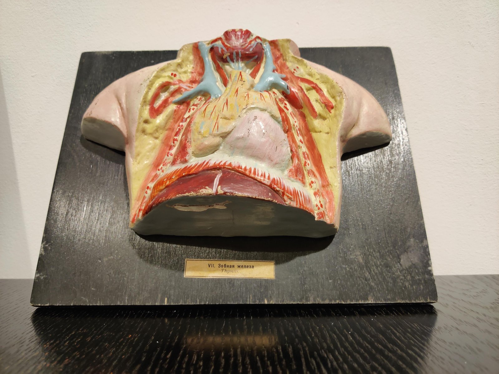 Anatomical Models, 1950s, Set of 2 for sale at Pamono