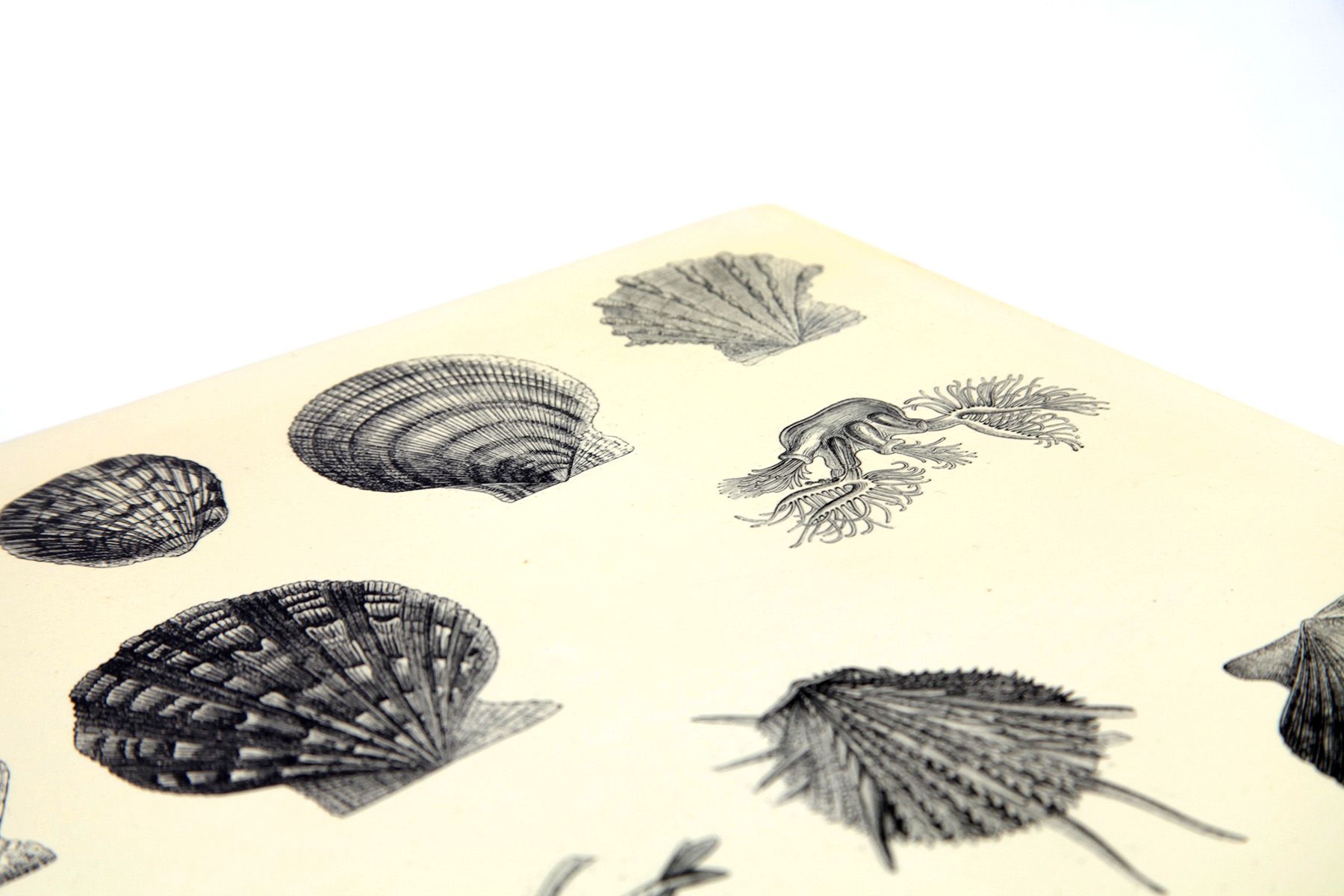 Italian Side Table with Shell Motifs, 1950s for sale at Pamono