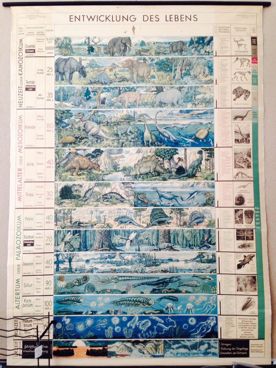 Vintage Evolution Poster, 1950er bei Pamono kaufen